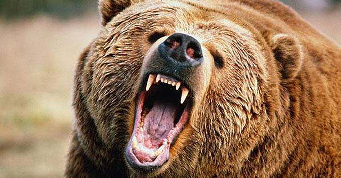 Outdoor Tips - Bears