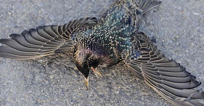 Thousands of birds fall dead from sky in BEBEE ARKASAS, SECOND NEW ...
