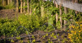 Companion Planting Techniques: Your Essential Guide to a Productive ...